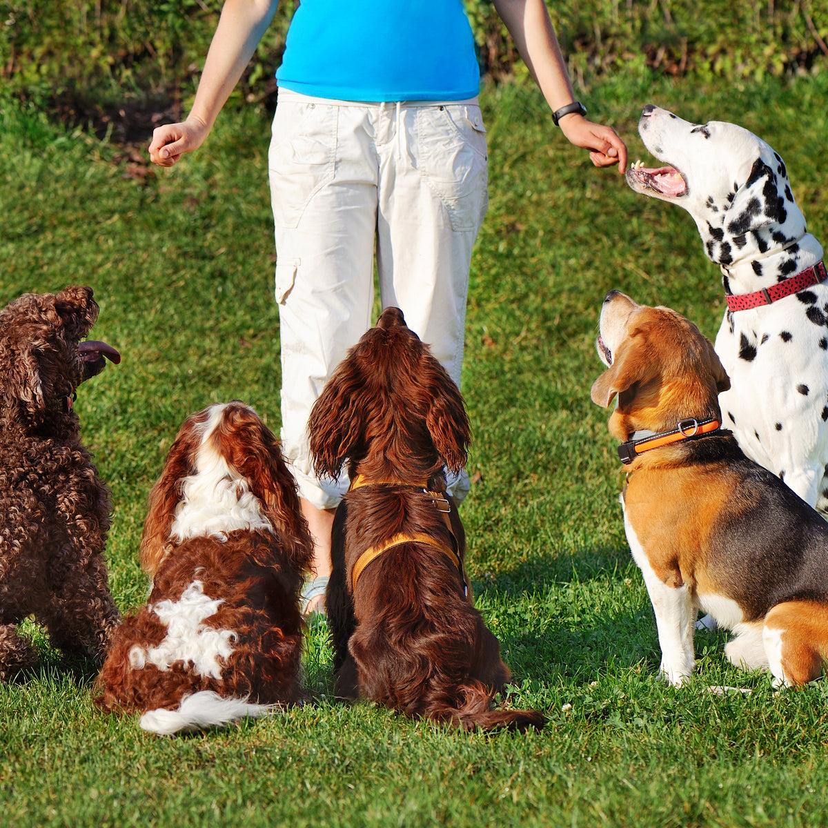 The Power of Positive Thinking - what is positive reinforcement in dog ...