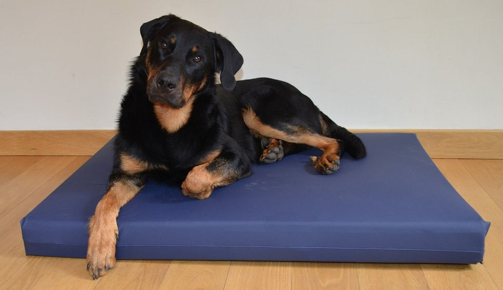 Big Dog Bed Company | Bespoke Orthopaedic Beds & Veterinary Mattresses